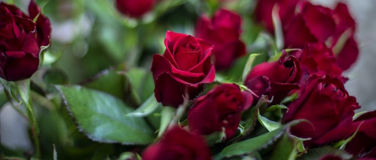 Le Rose di Santa Rita aspettano te - Santa Rita